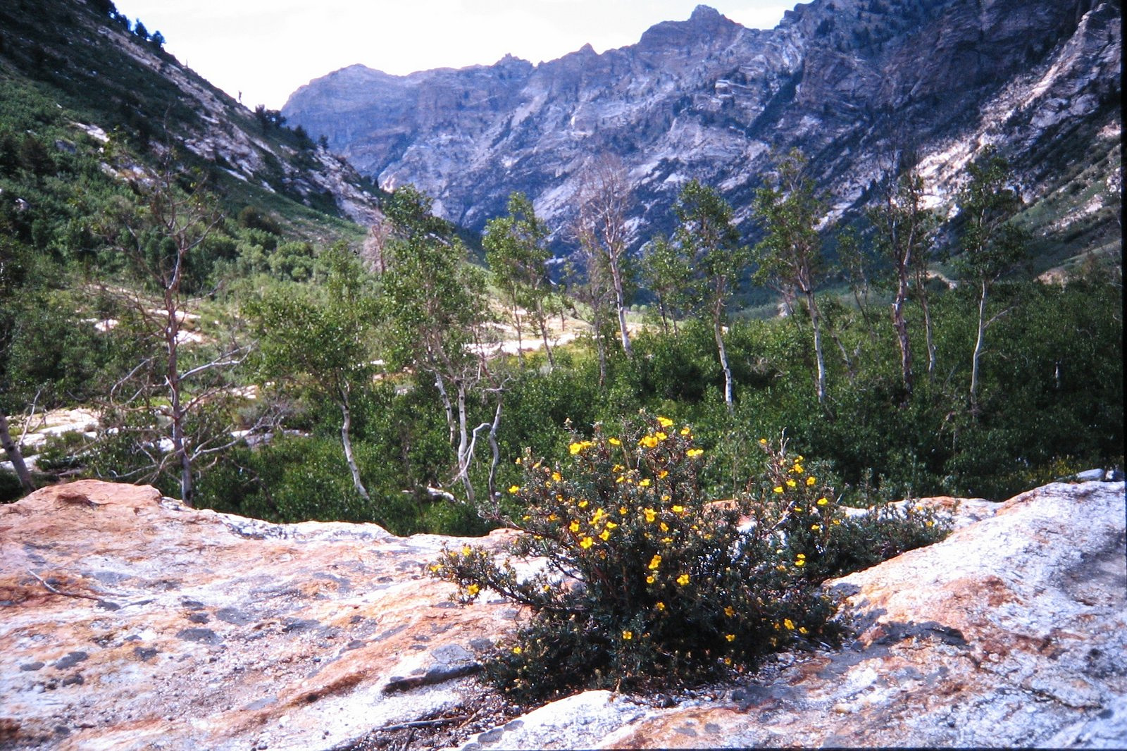 The Ruby Mountains | Driving on Sunlight